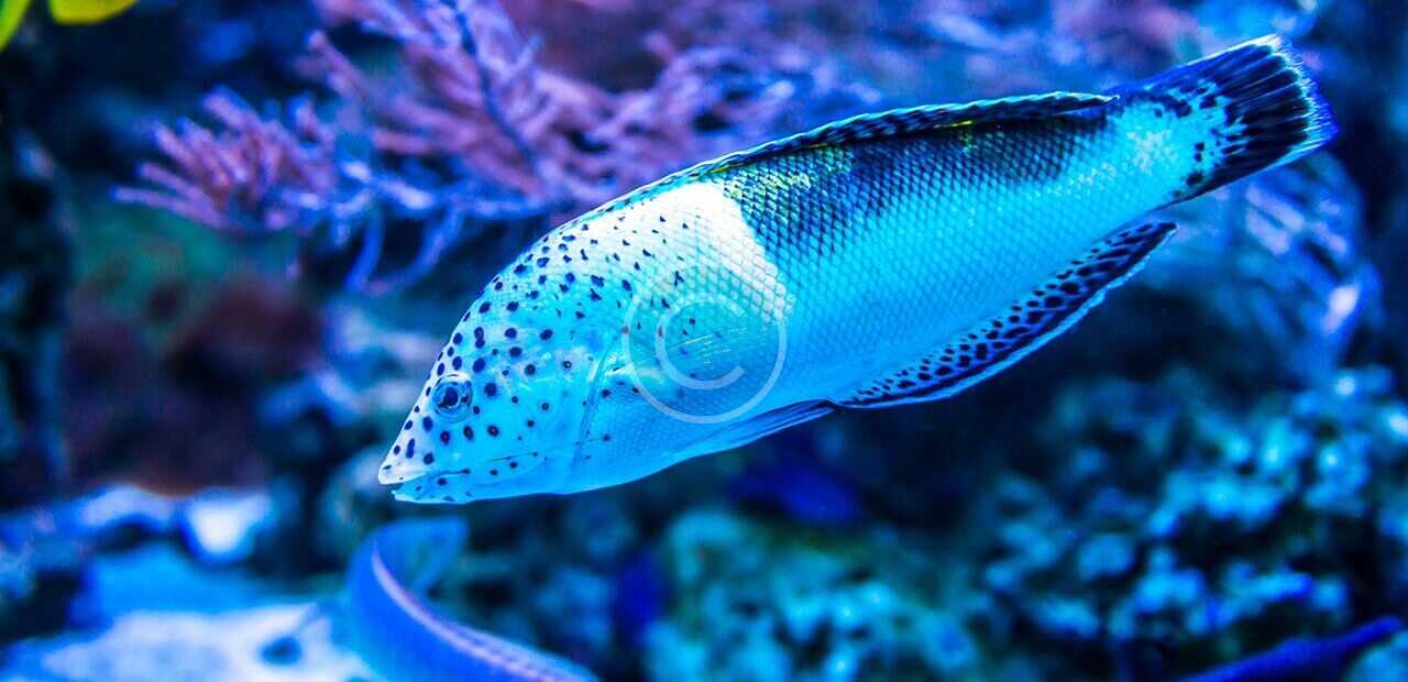 Blue Assessor – Global Tropical Fish Indonesia